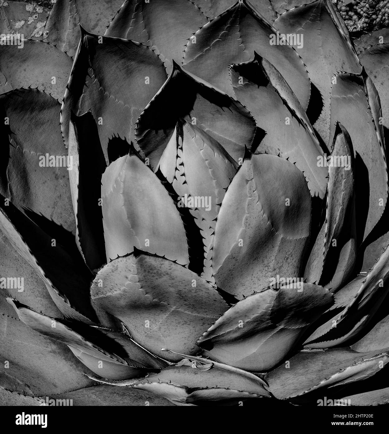 Grayscale macro shot of a growing plant Stock Photo - Alamy
