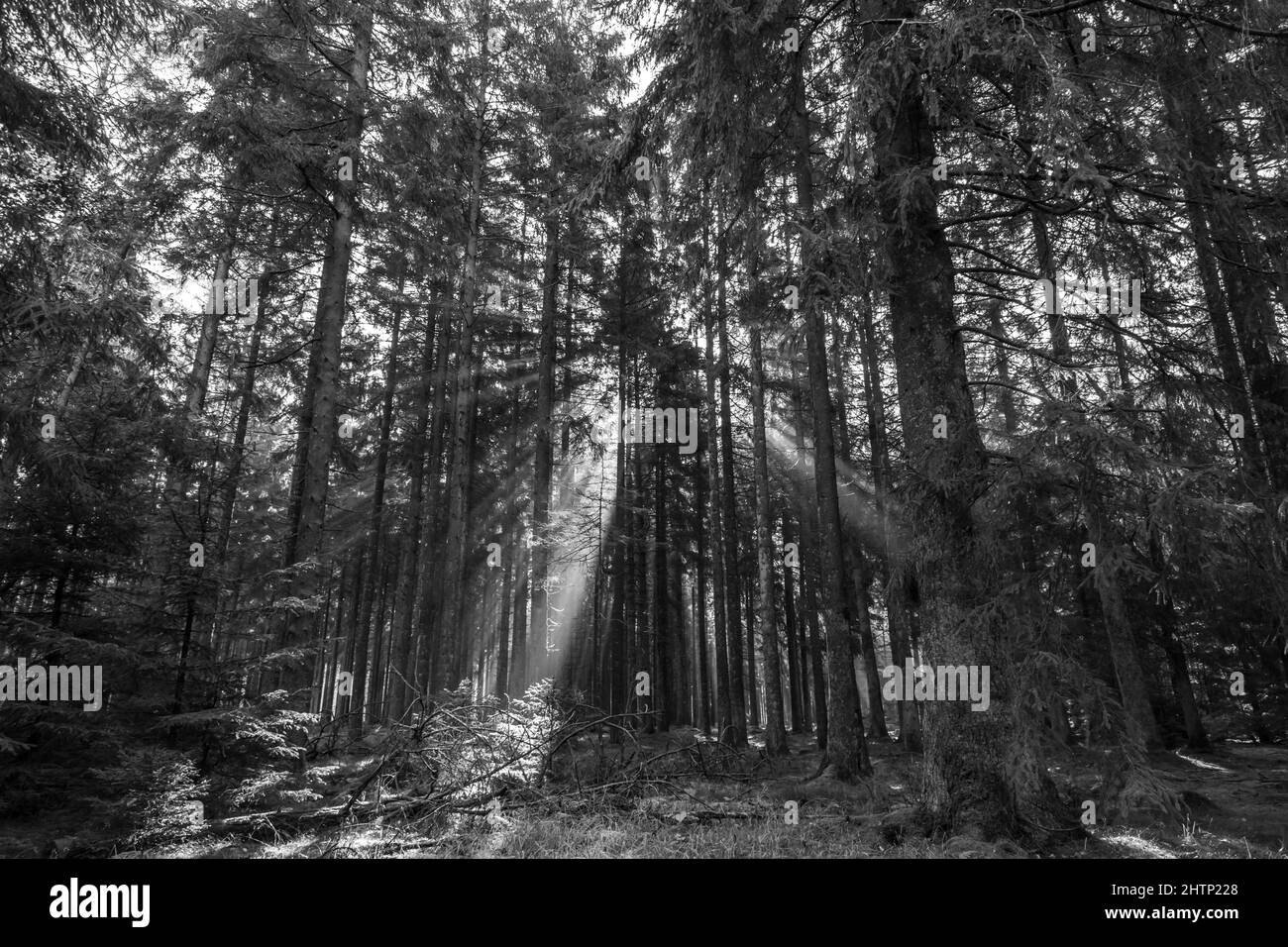 Grayscale shot of a beautiful forest with many trees and the sunlight ...