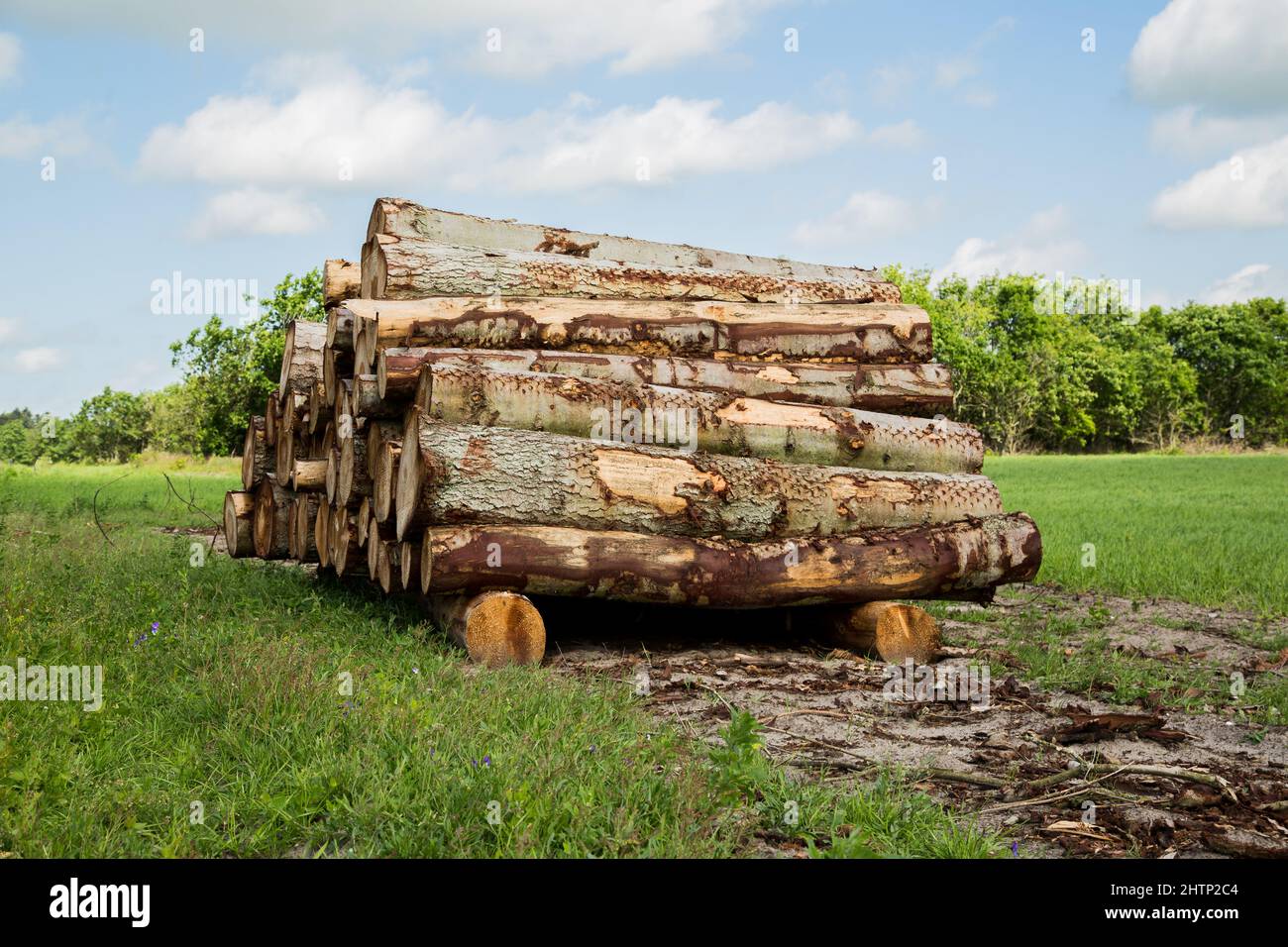 View of a stack of logs in a field of green grass Stock Photo - Alamy