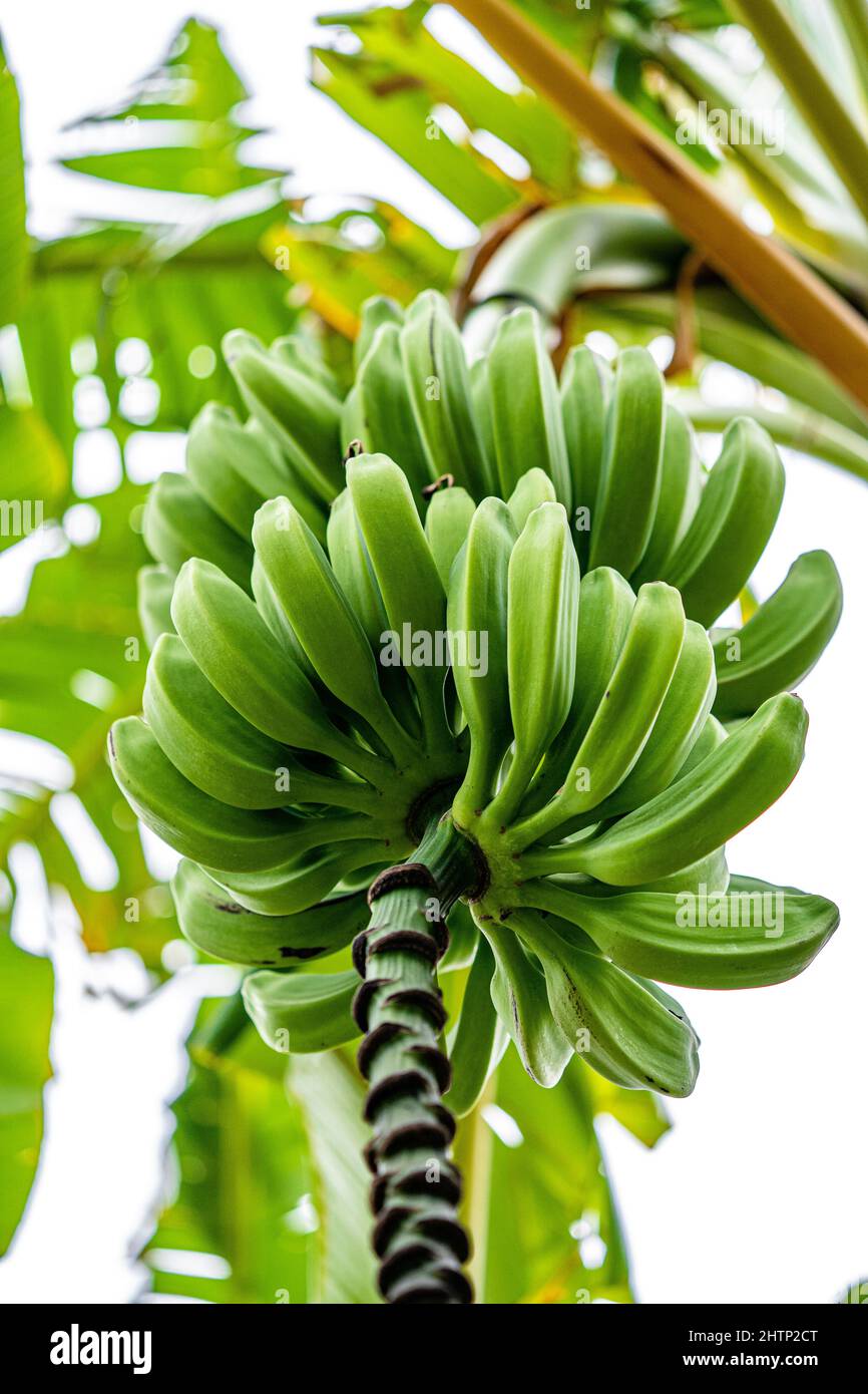 Vertical shallow focus shot of a banana tree Stock Photo - Alamy