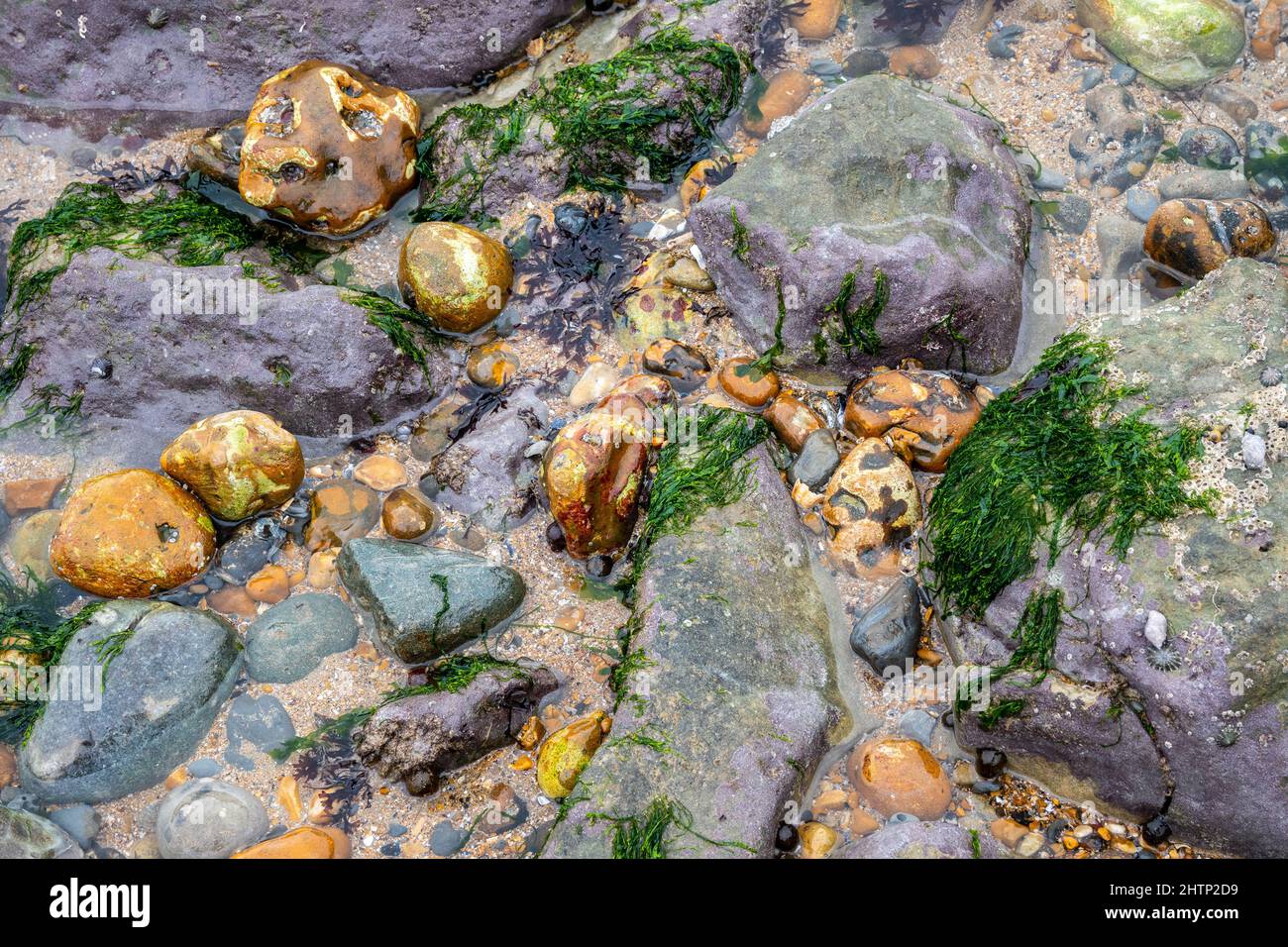 Water seaweed rocks hi-res stock photography and images - Alamy