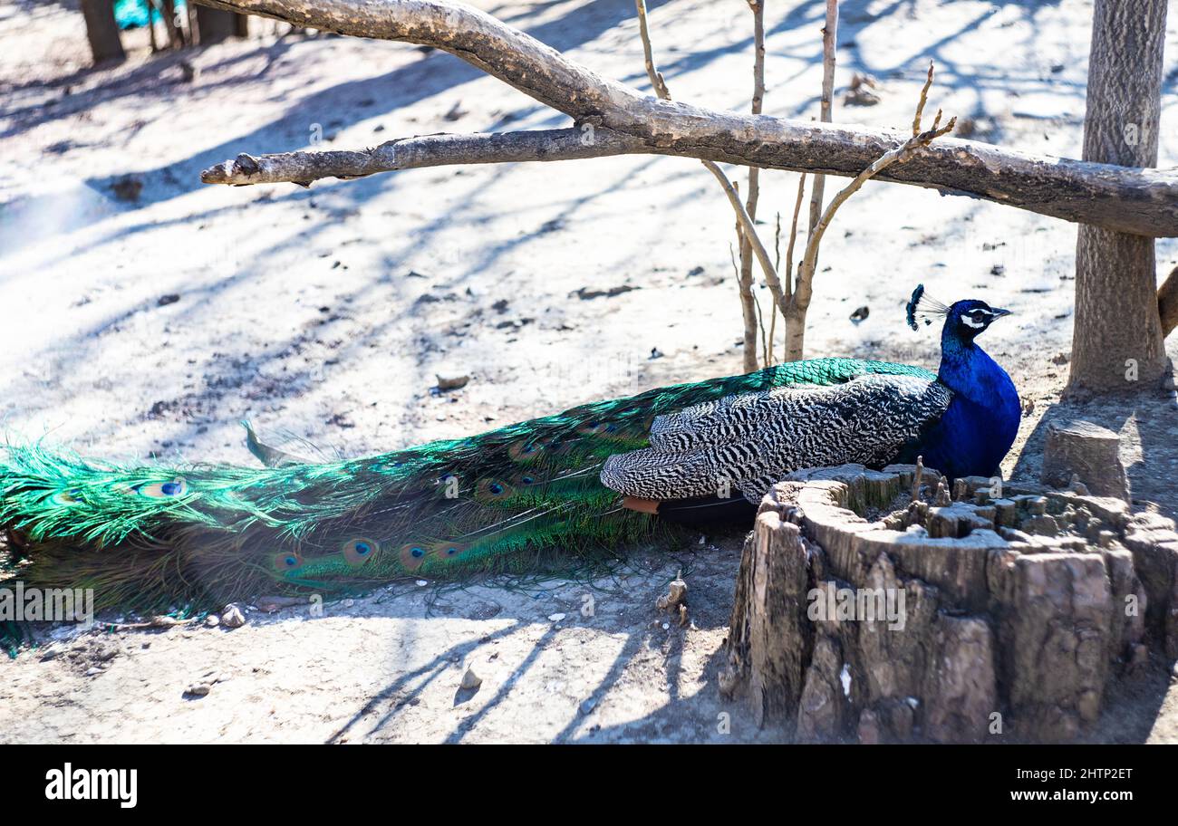 13 February 2022, Tbilisi, Georgia: Cute peacock in Tbilisi's Zoo ...