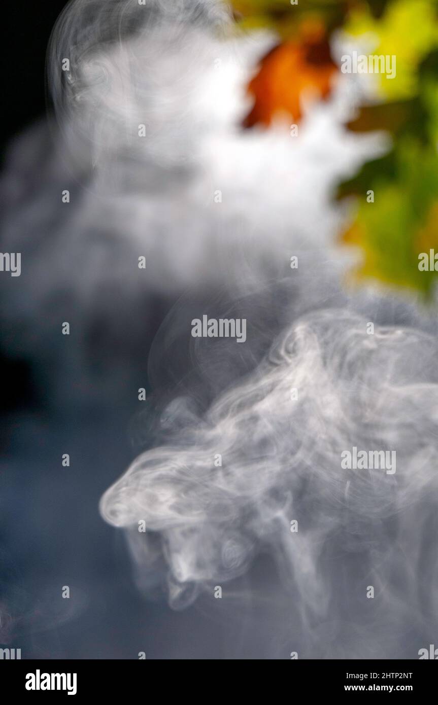 Smoke from burning leaves behind scrub oak leaves Stock Photo - Alamy