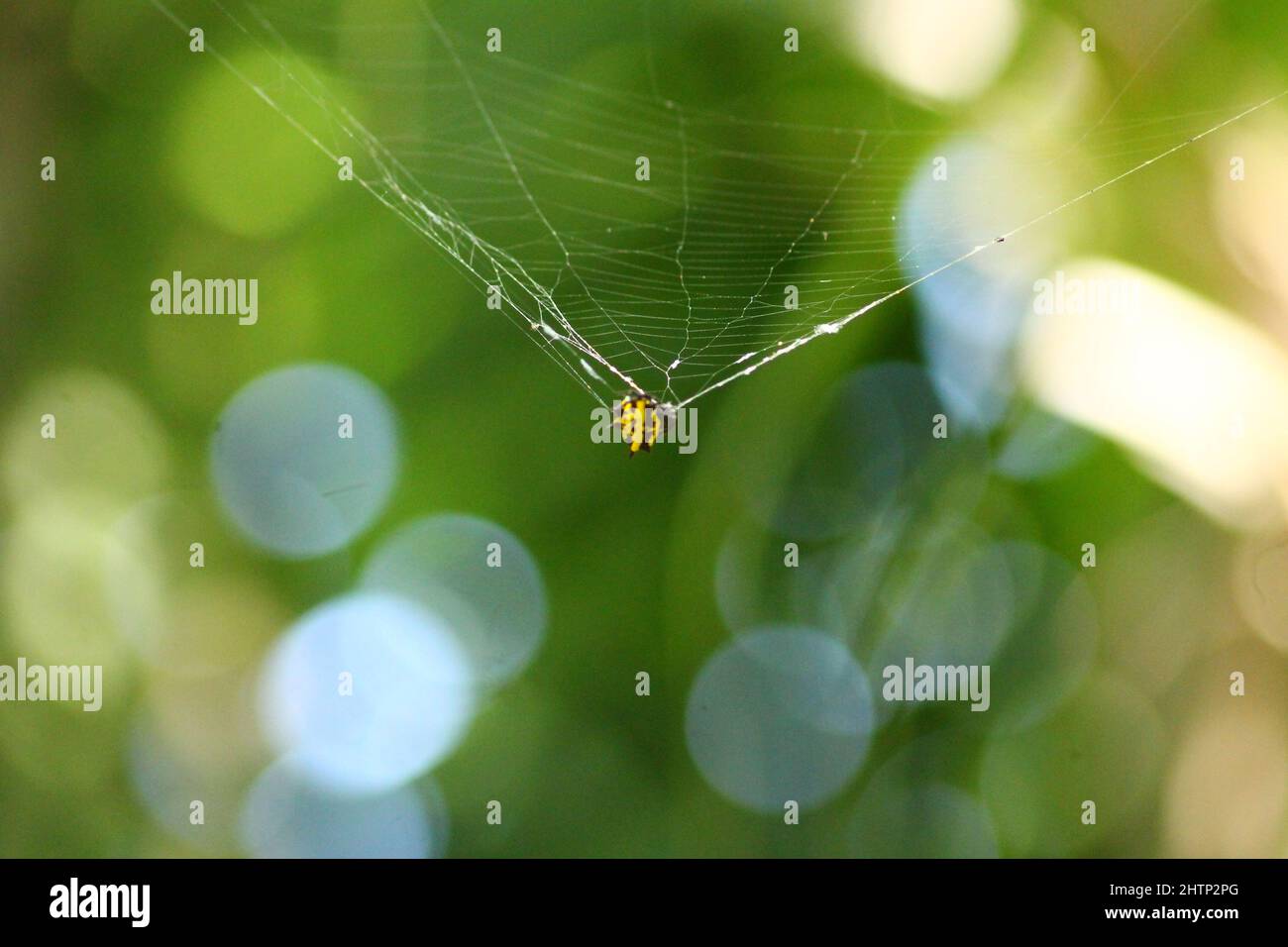Closeup of a bug trapped in a spiderweb Stock Photo - Alamy