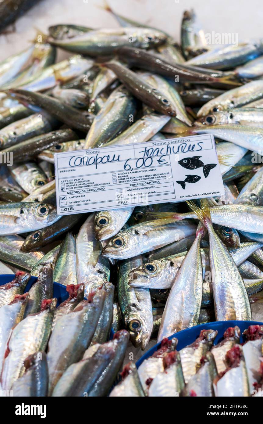 Trachurus fish hi-res stock photography and images - Alamy