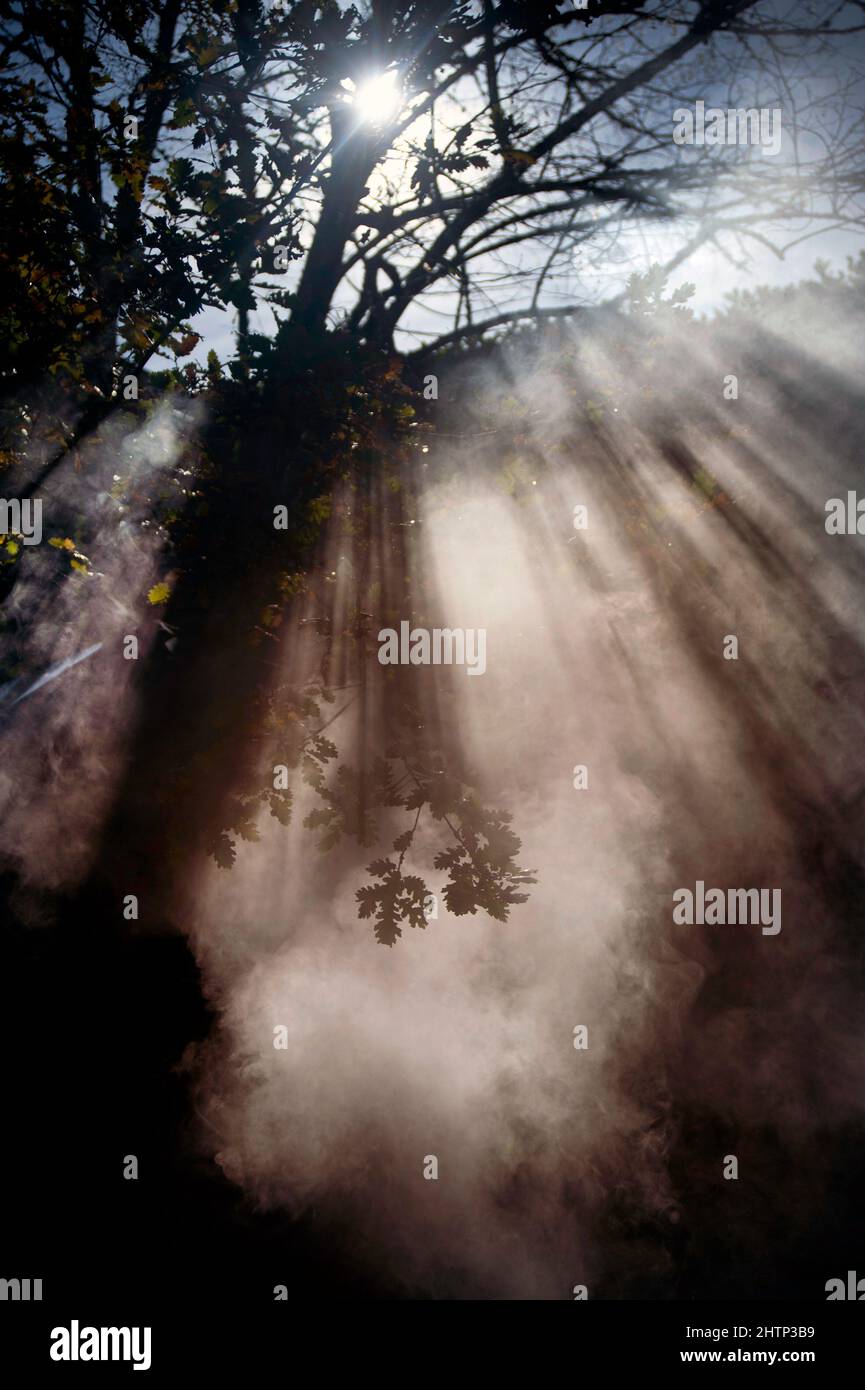 God light streaming through smoke from burning leaves Stock Photo - Alamy