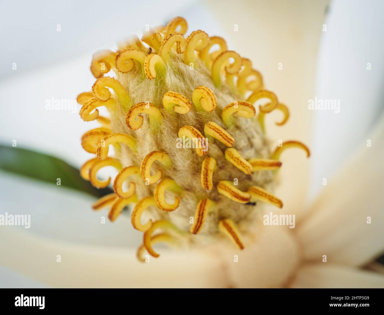 Southern Magnolia grandiflora flower, dry filament Stock Photo - Alamy
