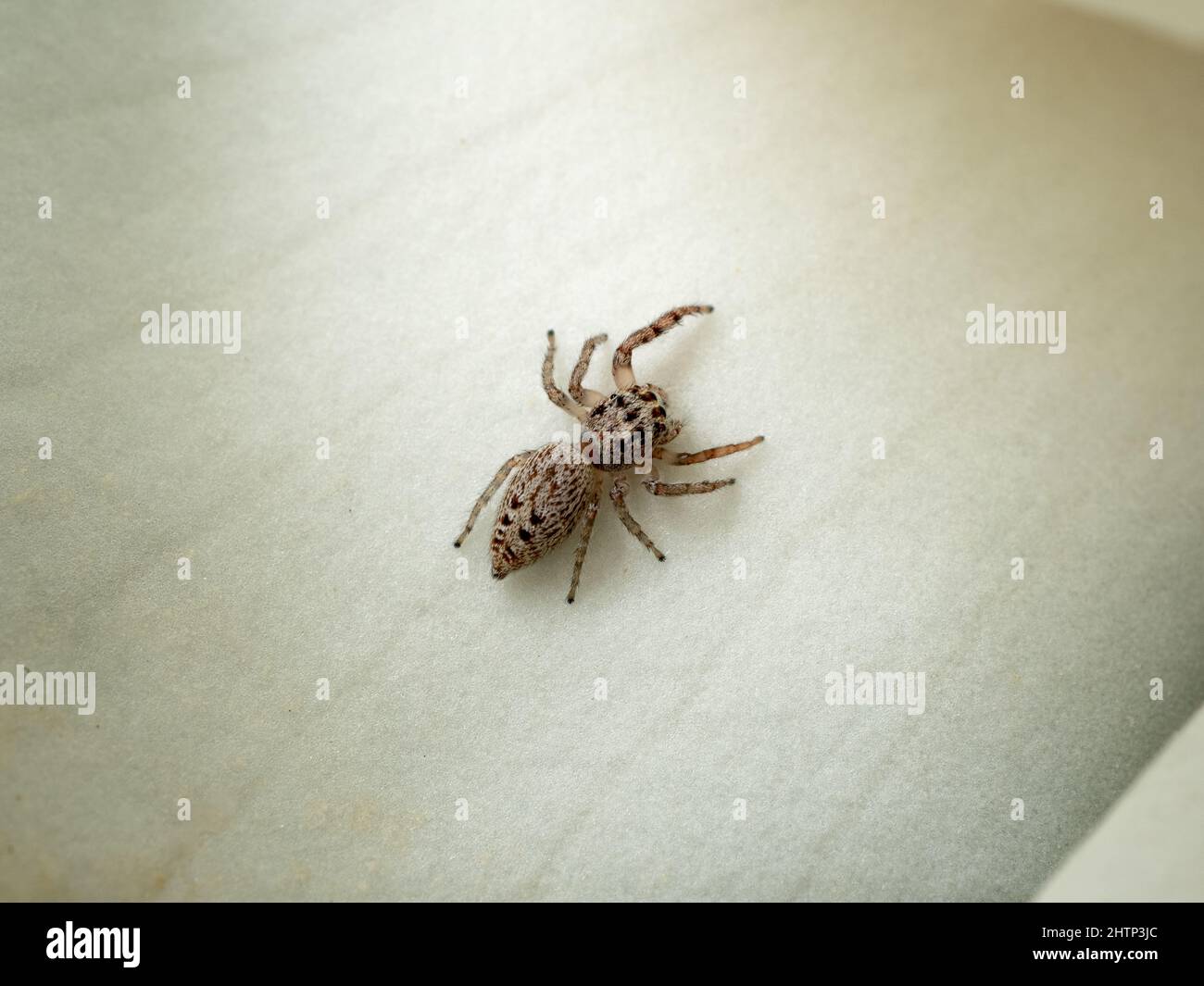 Cyclops Jumping Spider on southern magnolia flower Stock Photo - Alamy