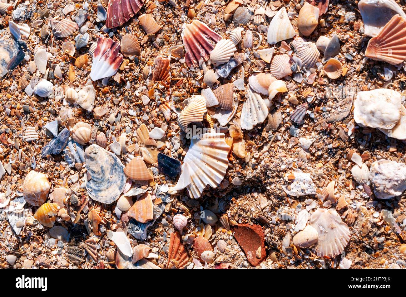 Full frame of broken seashells on a beach Stock Photo - Alamy