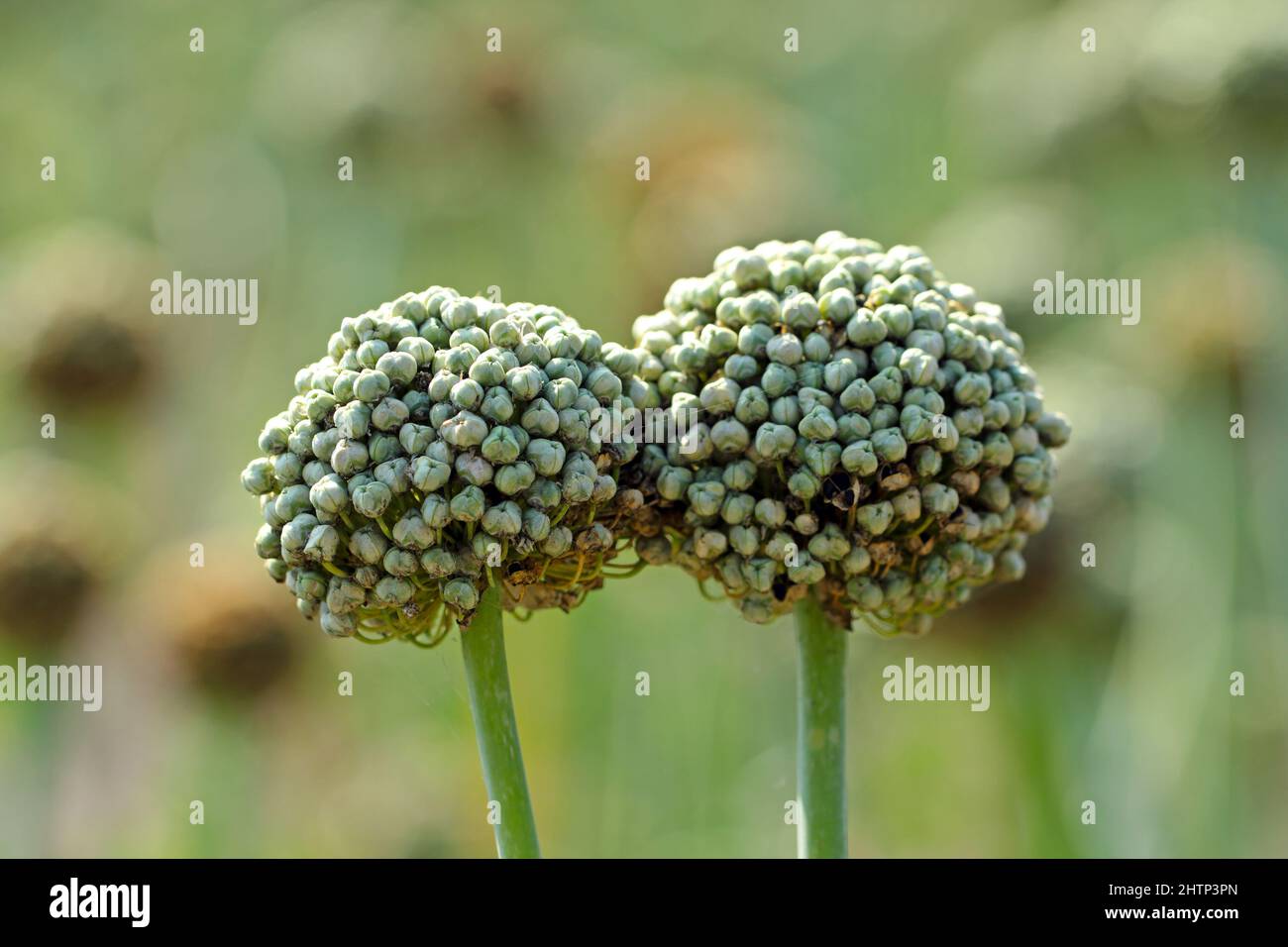 Onion flower seed head hi-res stock photography and images - Alamy