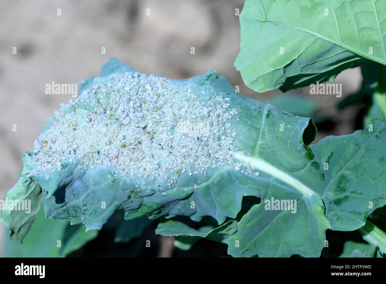 Brevicoryne brassicae, commonly known as the cabbage aphid or cabbage ...
