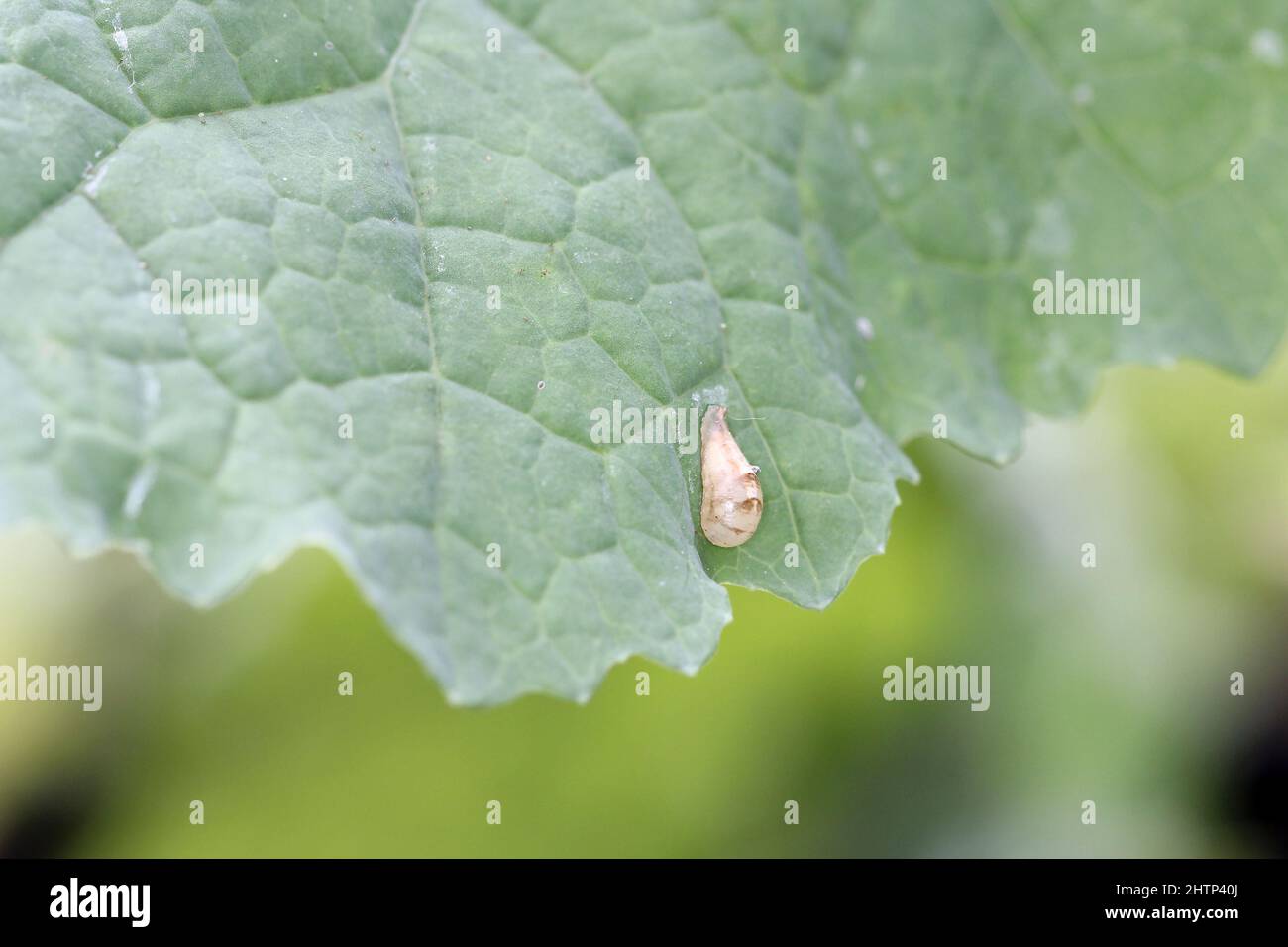 Aphids hunter - pupa of the hoverfly (Syrphidae) on Rapeseed leaf Stock ...