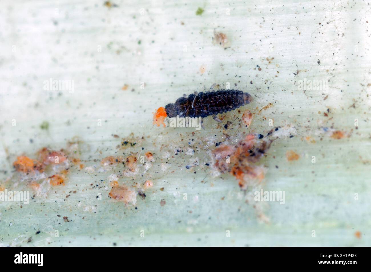 Larva of Stethorus punctillum (Coccinellidae) hunted on a Spider mite ...