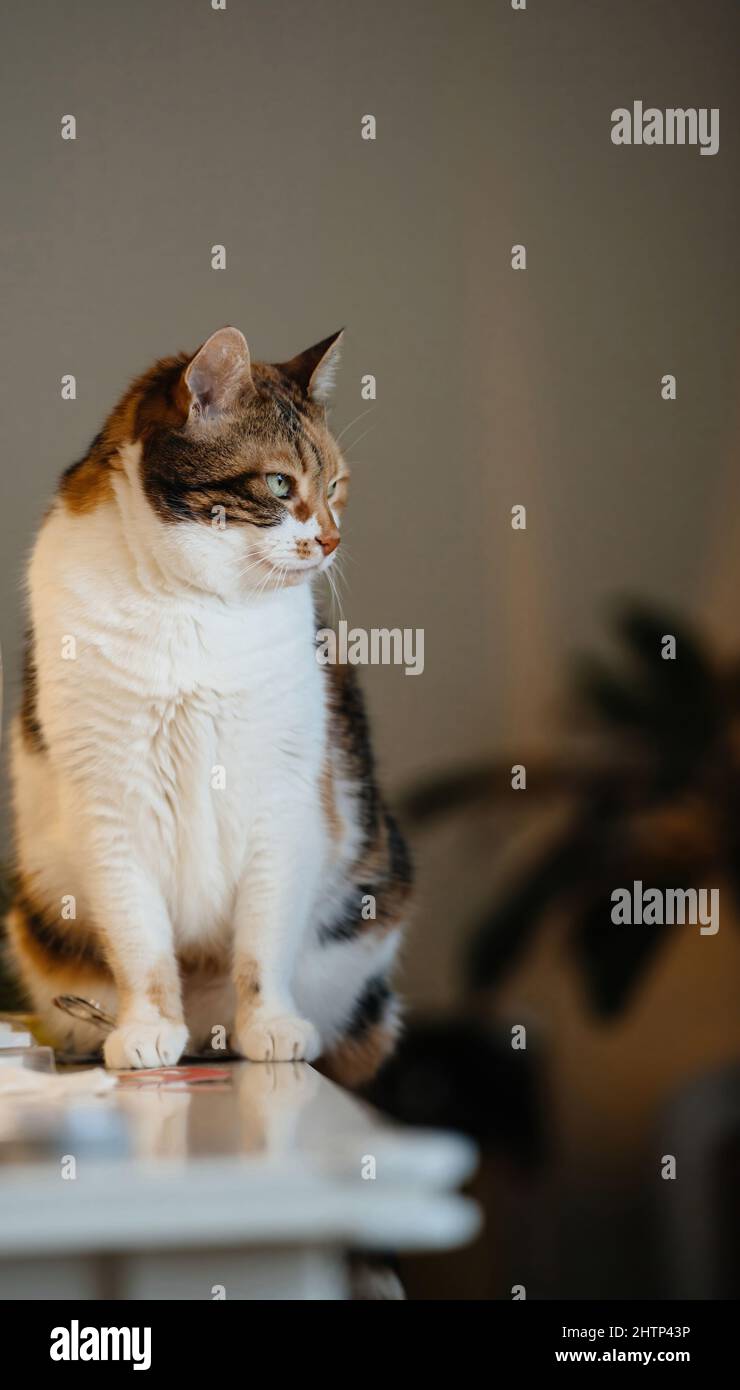 Cute cat on the table looking down Stock Photo - Alamy