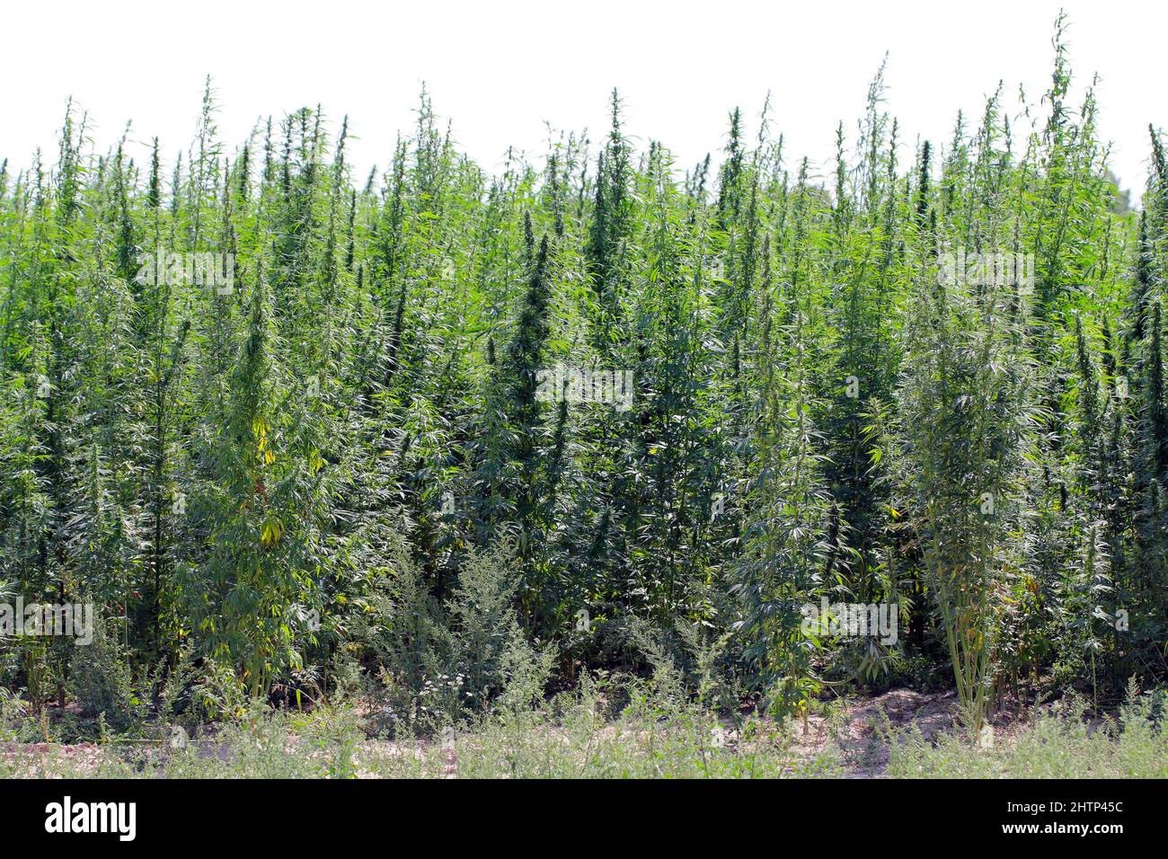 Hemp or Marijuana plants growing at farm field. Cannabis sativa Stock ...