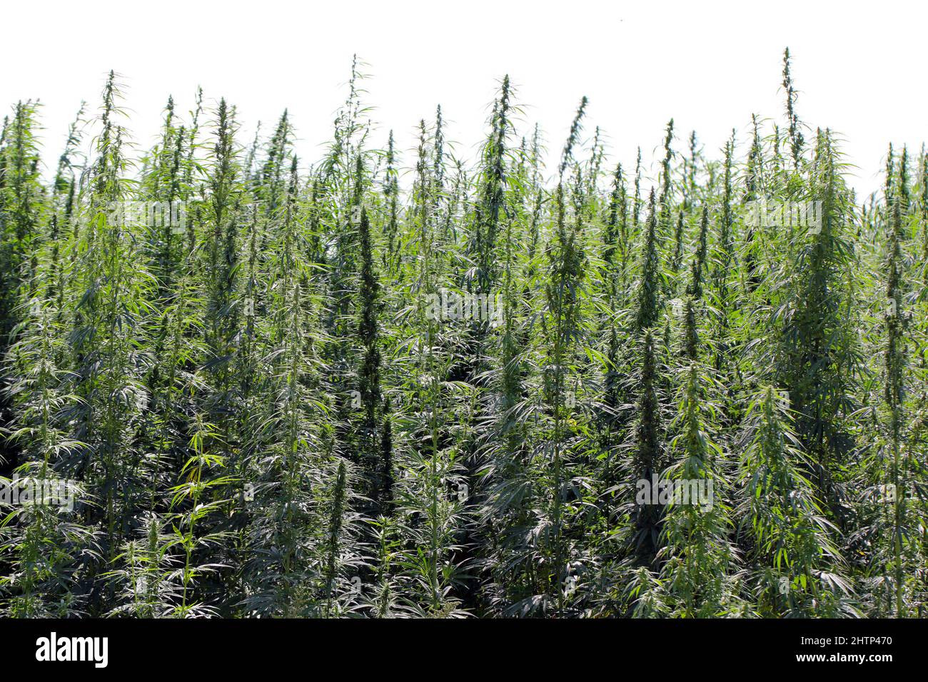 Cannabis farm illegal landscape hi-res stock photography and images - Alamy