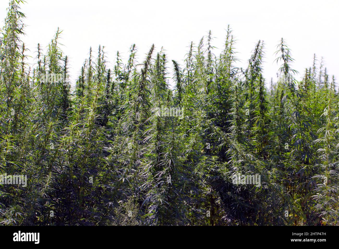 Marijuana plants beautiful hi-res stock photography and images - Alamy