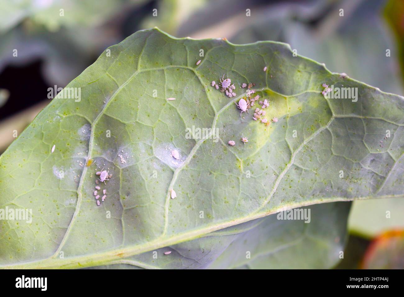 Brevicoryne brassicae, commonly known as the cabbage aphid or cabbage ...