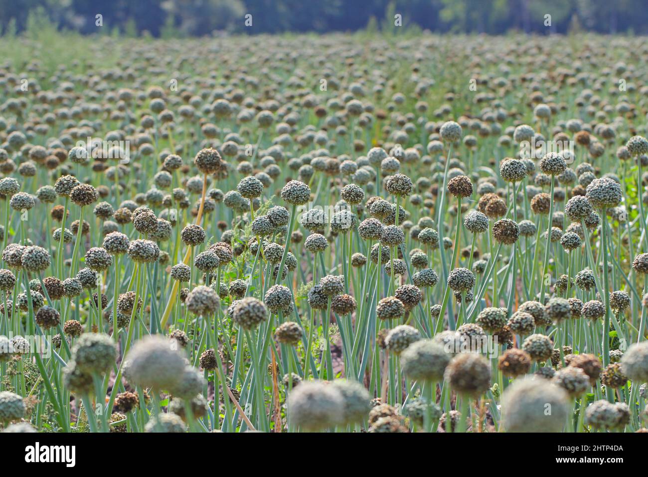 Field of onion plants in flower grown to produce onion seed Stock Photo ...