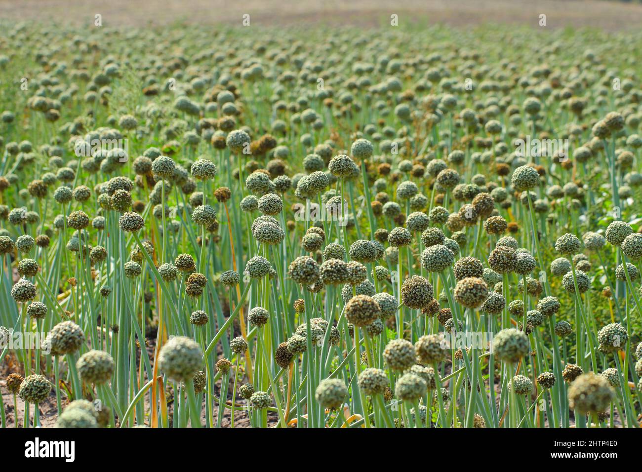 Field of onion plants in flower grown to produce onion seed Stock Photo ...