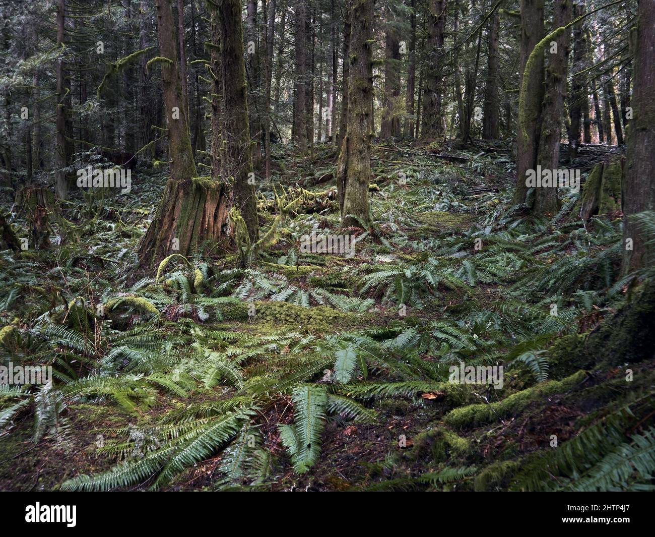 Lush green ferns and mossy trees in a pacific coast rainforest Stock ...