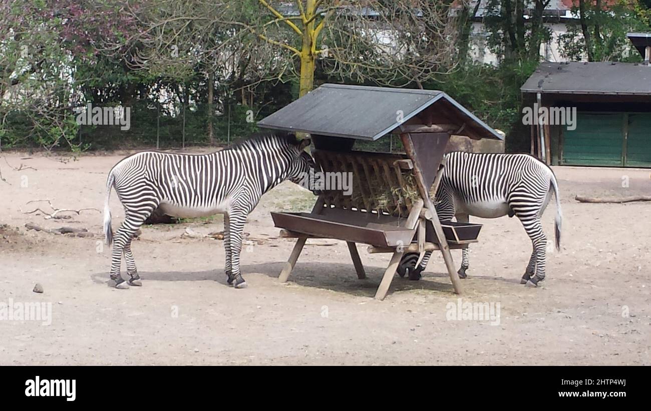 Zoo cologne food hi-res stock photography and images - Alamy