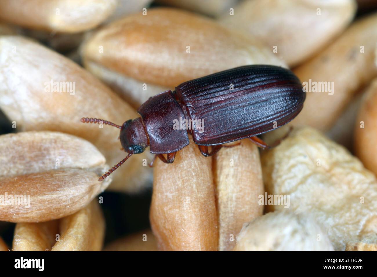 Cynaeus angustus, a North American tenebrionidae, an alien species in ...