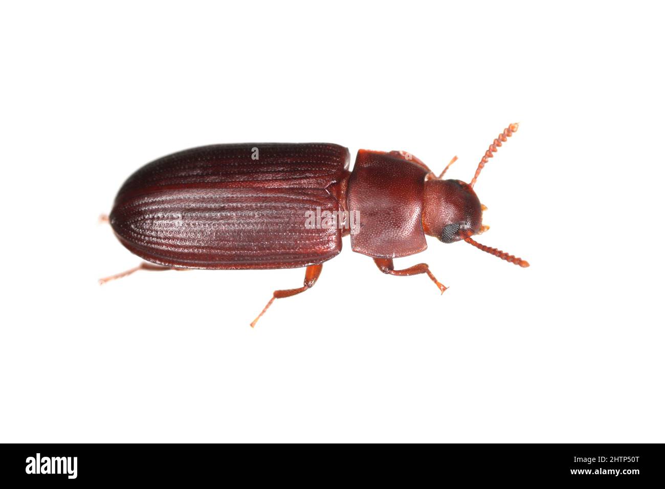 Cynaeus angustus, a North American tenebrionidae, an alien species in ...