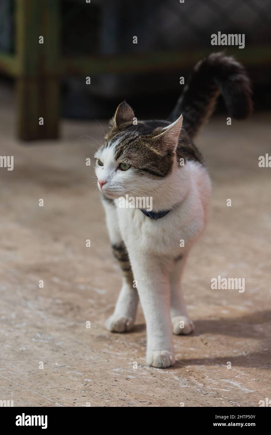 Portrait of a cute tricolor three-legged cat on the street Stock Photo ...