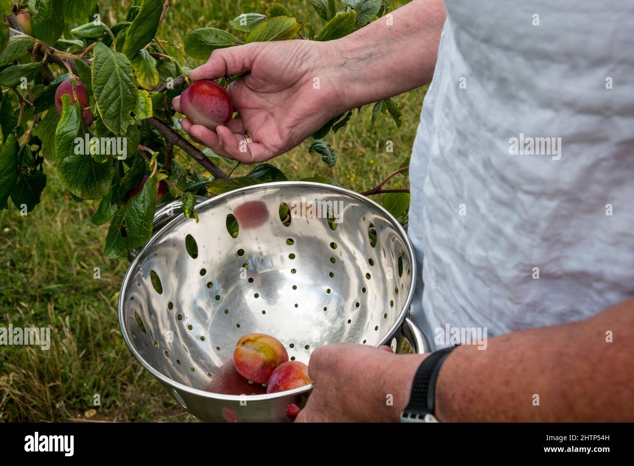 Woman picking plums from a tree in her garden into a colander Stock ...
