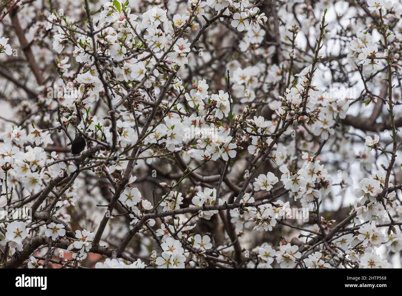 Close-up of a beautiful flowering tree with badam nuts on a blurred ...