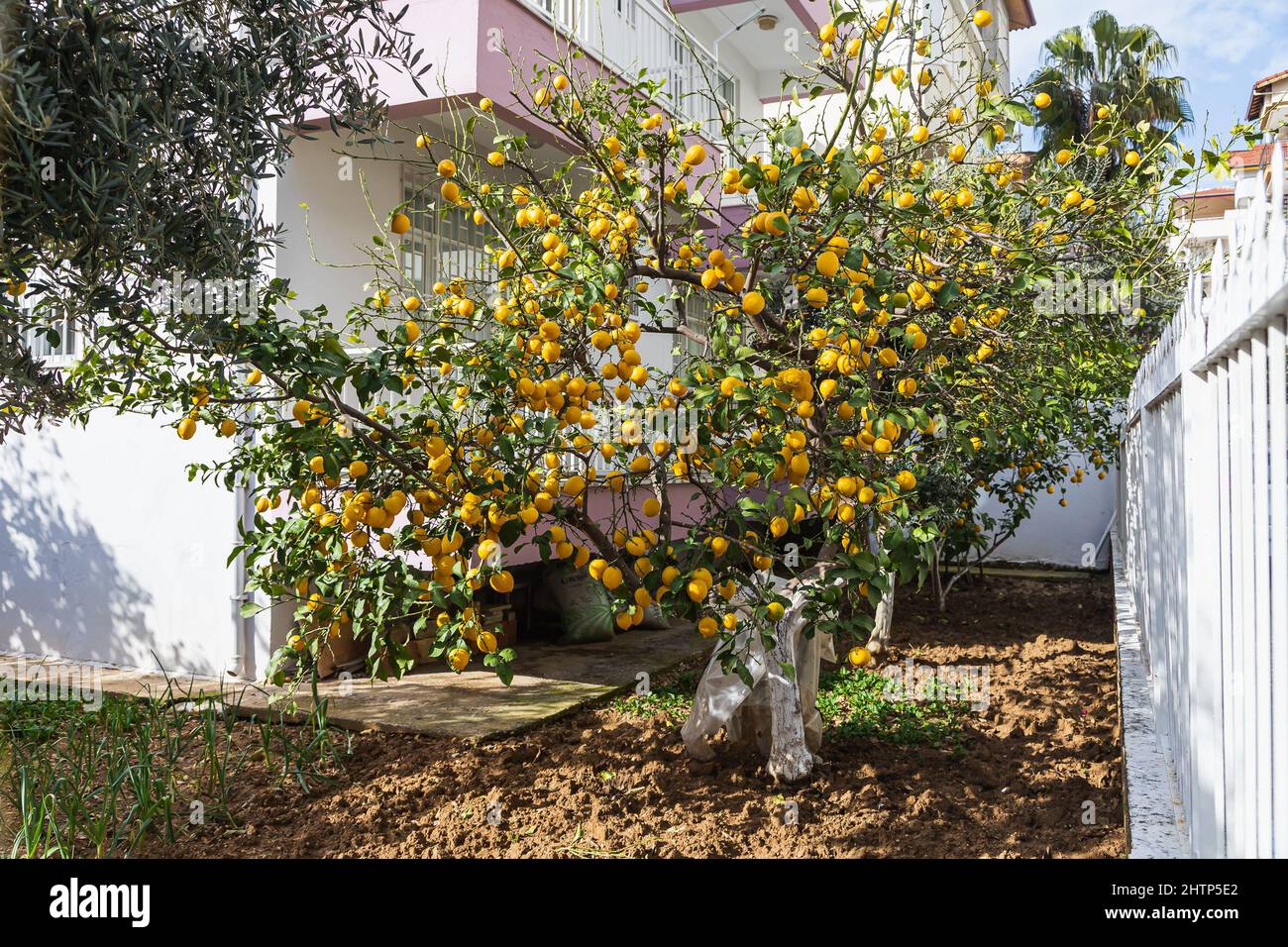 close-up of a beautiful orange tree with orange large round oranges ...