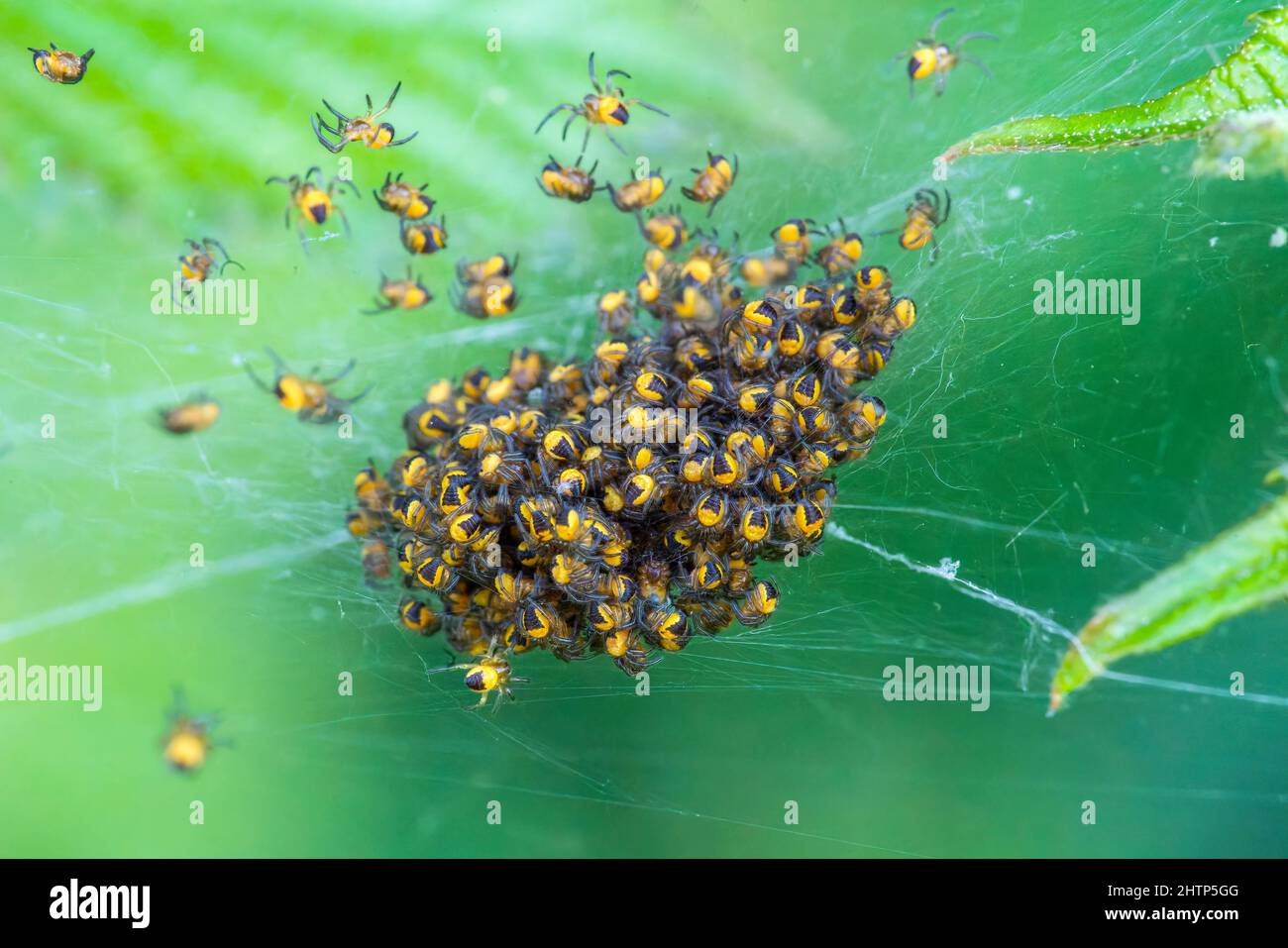 Baby spiderlings of the Cross Orb Weaver spider (araneus diadematus) or ...