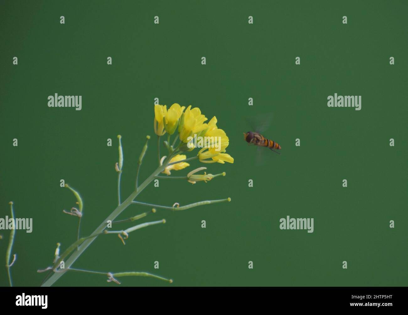 Mustered hi-res stock photography and images - Alamy