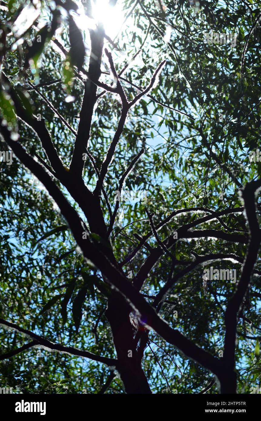 Silberweiden mit Spinnweben ; Silver widow with spider webs Stock Photo ...