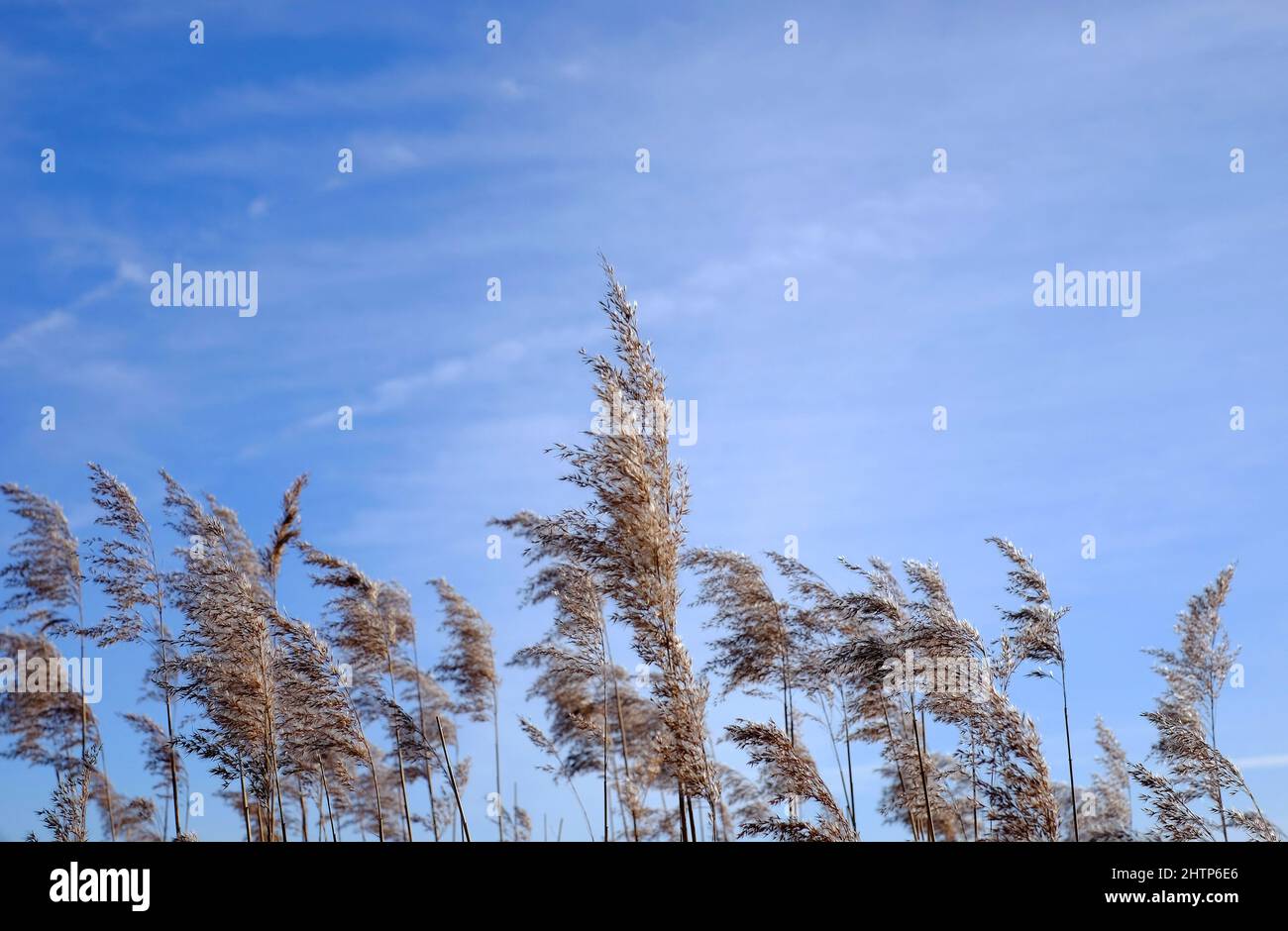 Backdrop reeds hi-res stock photography and images - Alamy
