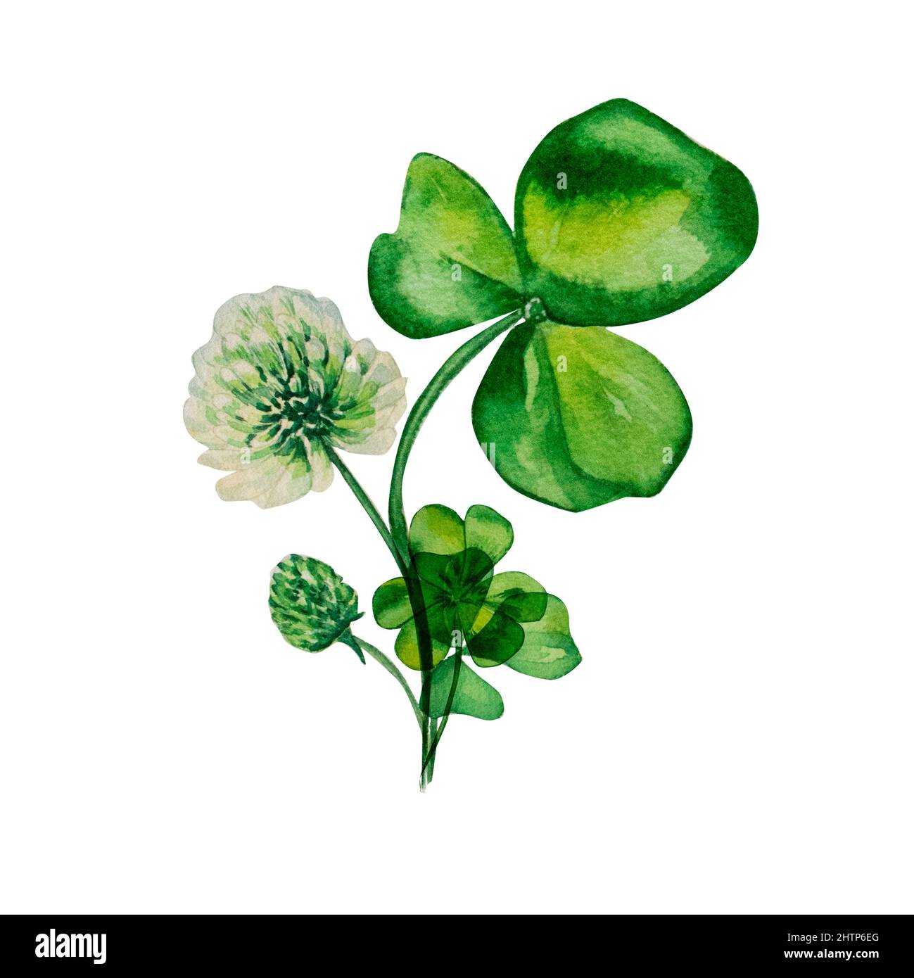 Shamrock and clover watercolor set, composition on white background ...