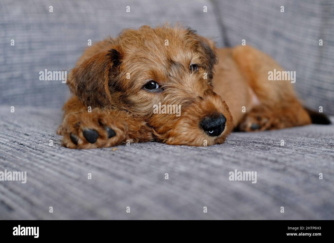 Grey Irish Terrier