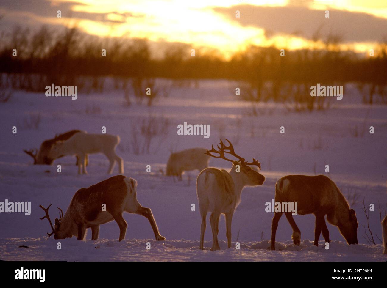 Lapland Norvege kautokeine raindeers toundra sunset Stock Photo - Alamy