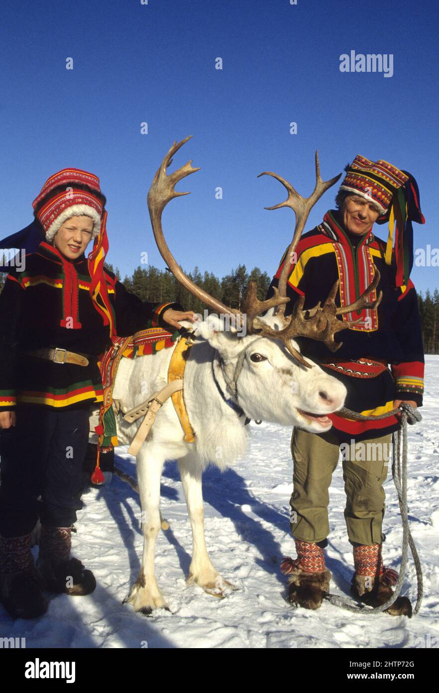 finland lapland raindeer greeder Stock Photo - Alamy