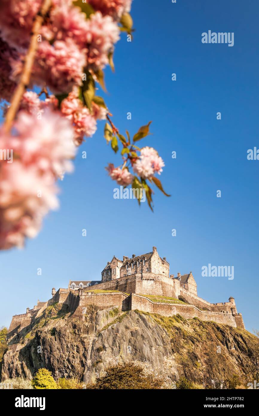 Edinburgh castle with spring tree in Scotland Stock Photo - Alamy