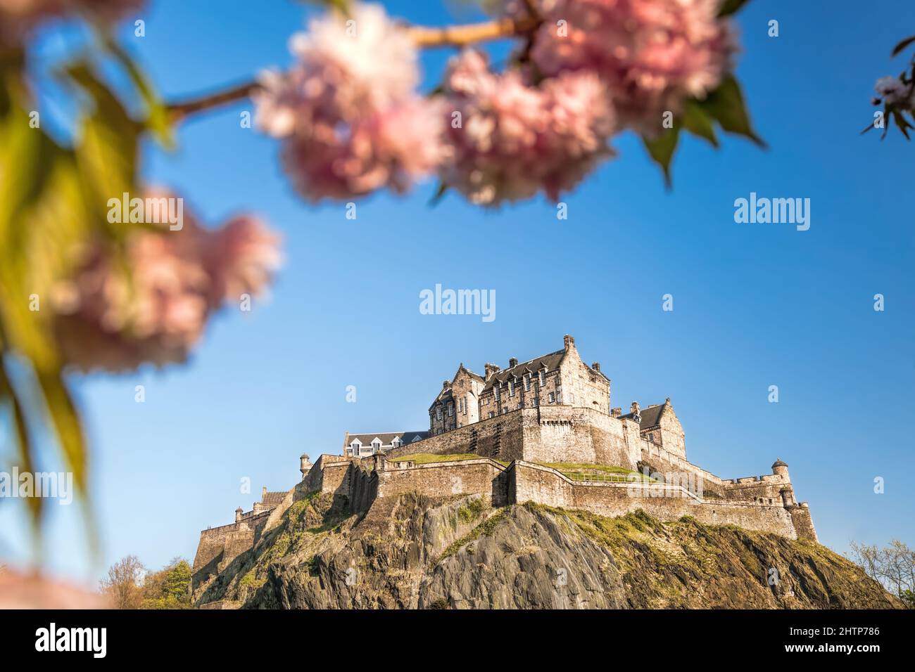 Edinburgh castle with spring tree in Scotland Stock Photo - Alamy