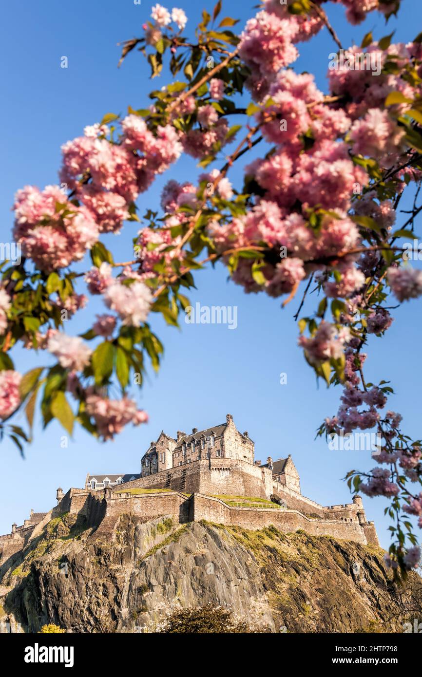 Edinburgh castle with spring tree in Scotland Stock Photo - Alamy