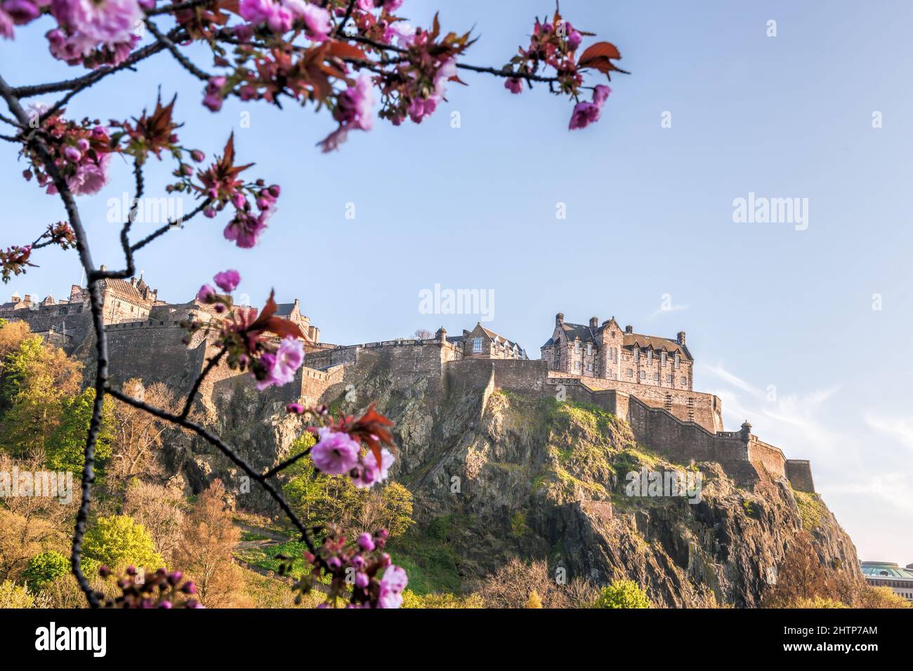Edinburgh castle with spring tree in Scotland Stock Photo - Alamy