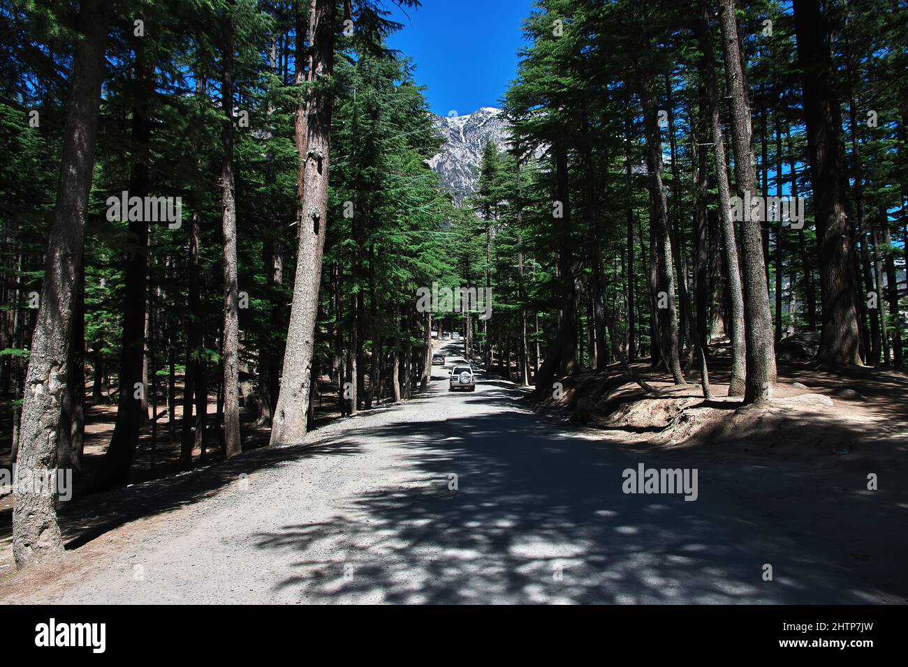 The forest of Kalam valley in Himalayas, Pakistan Stock Photo - Alamy