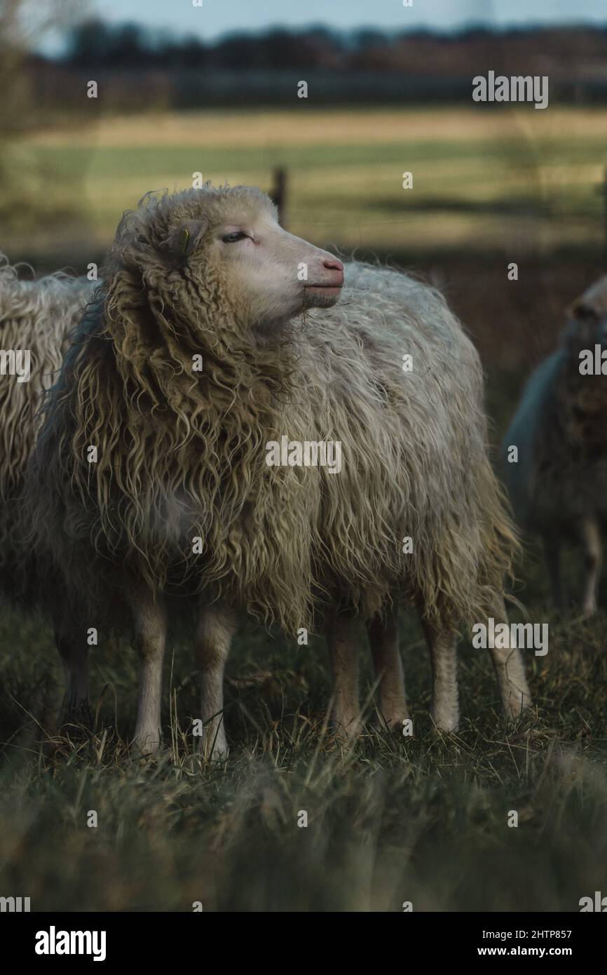 Epic sheep hi-res stock photography and images - Alamy