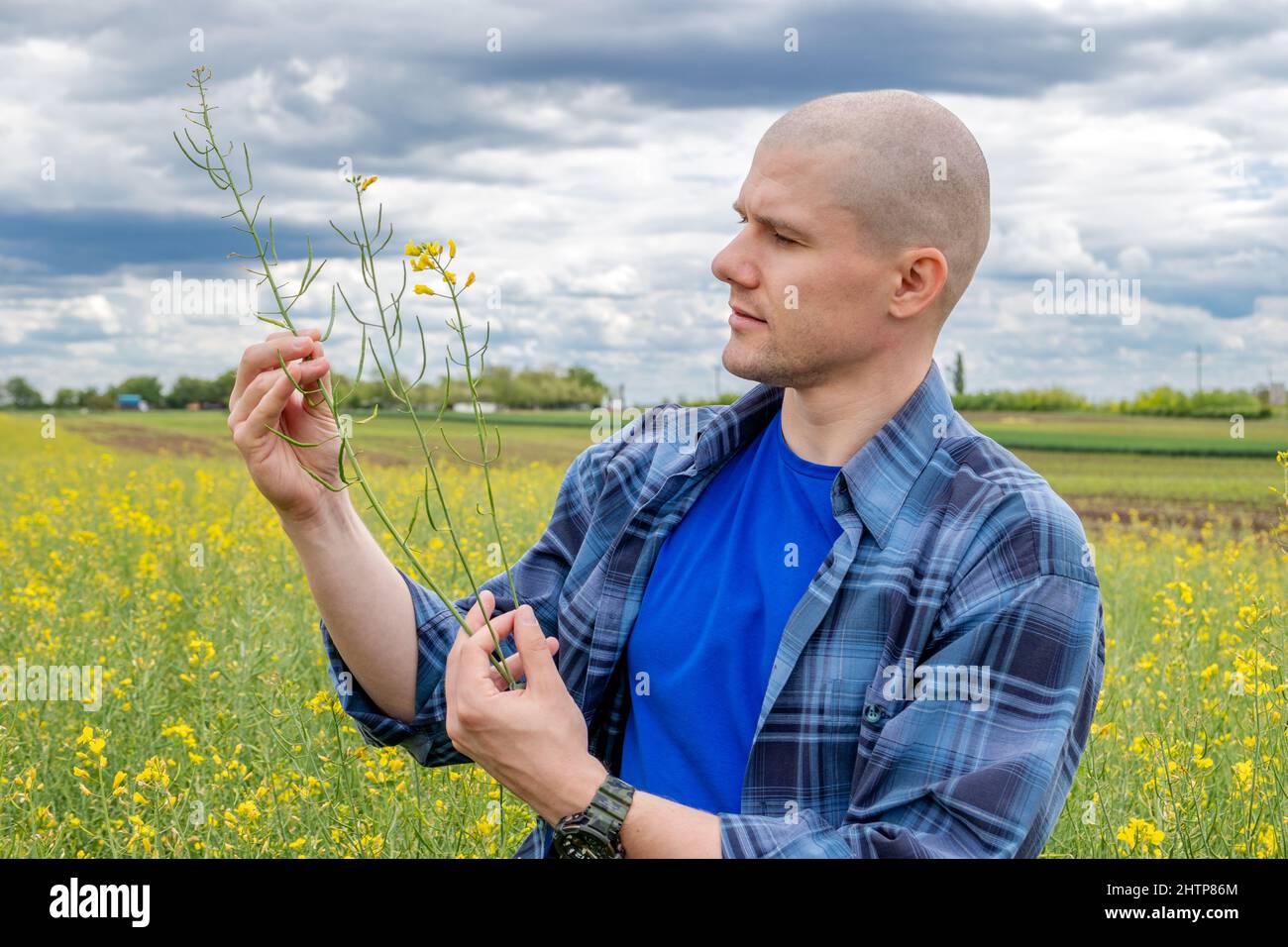 Agronomist or farmer standing in oilseed rape crop, examining canola ...