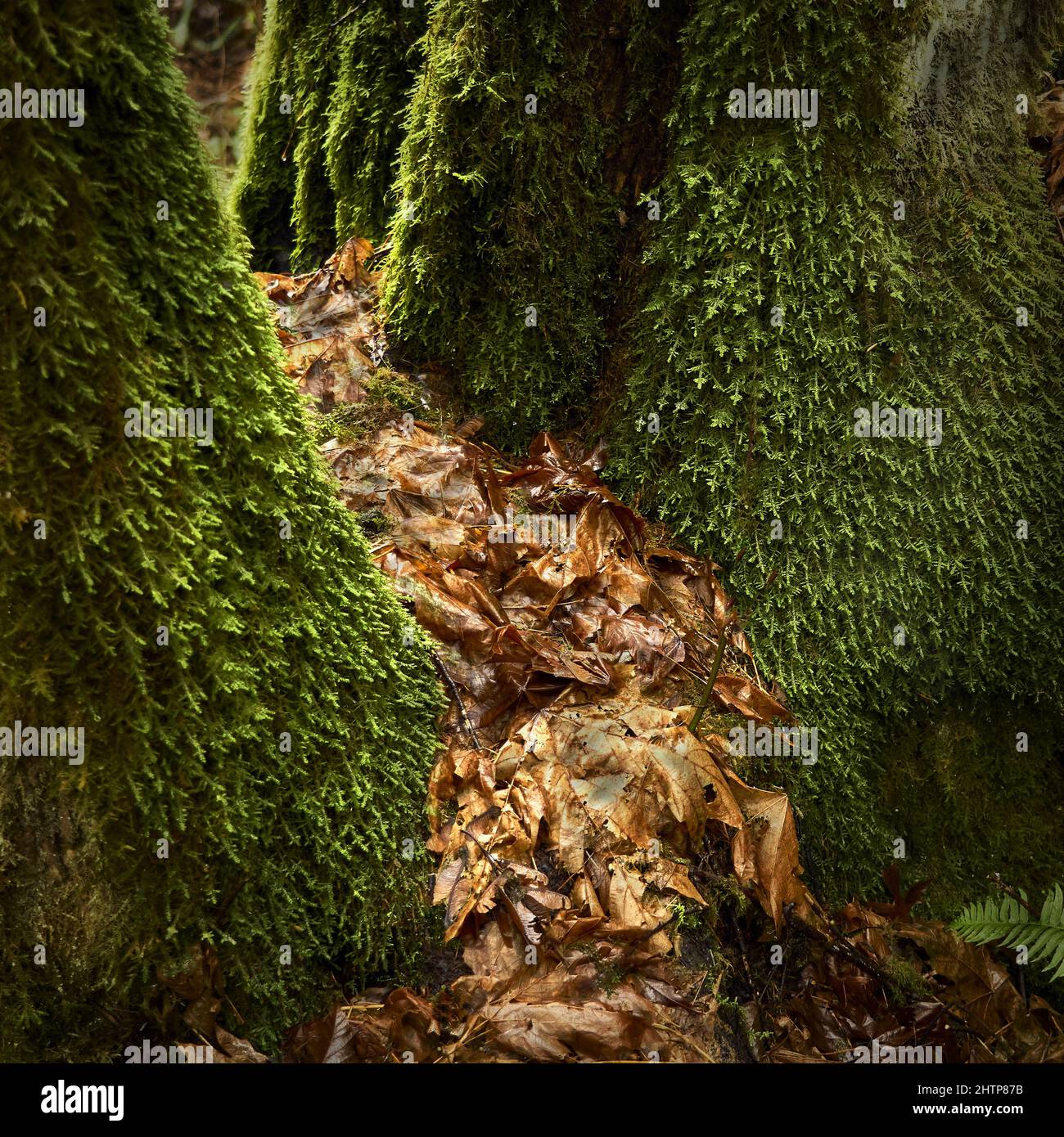Moss covered big leaf maple hi-res stock photography and images - Alamy