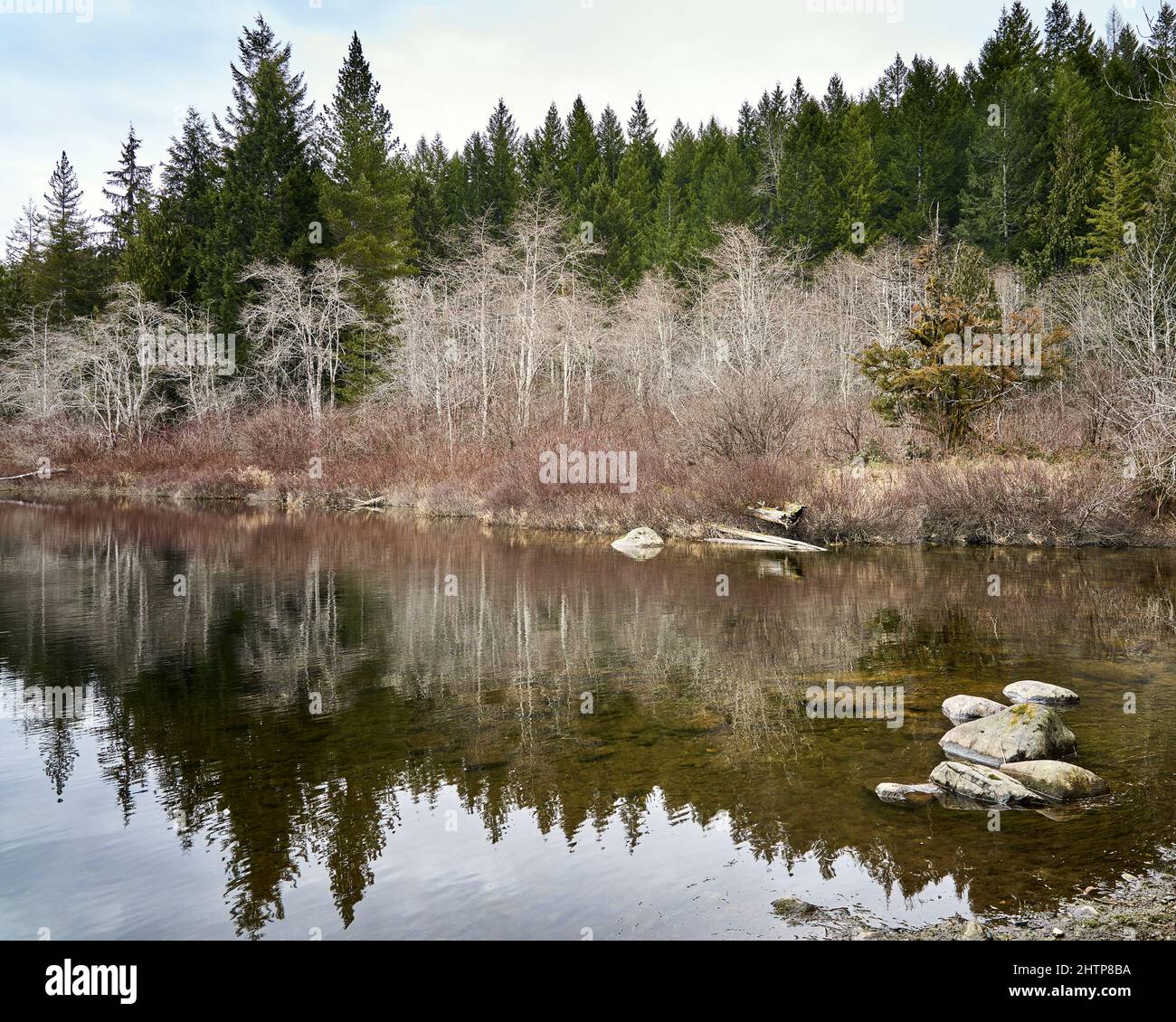 View of a lake shoreline with green coniferous trees, beige deciduous ...