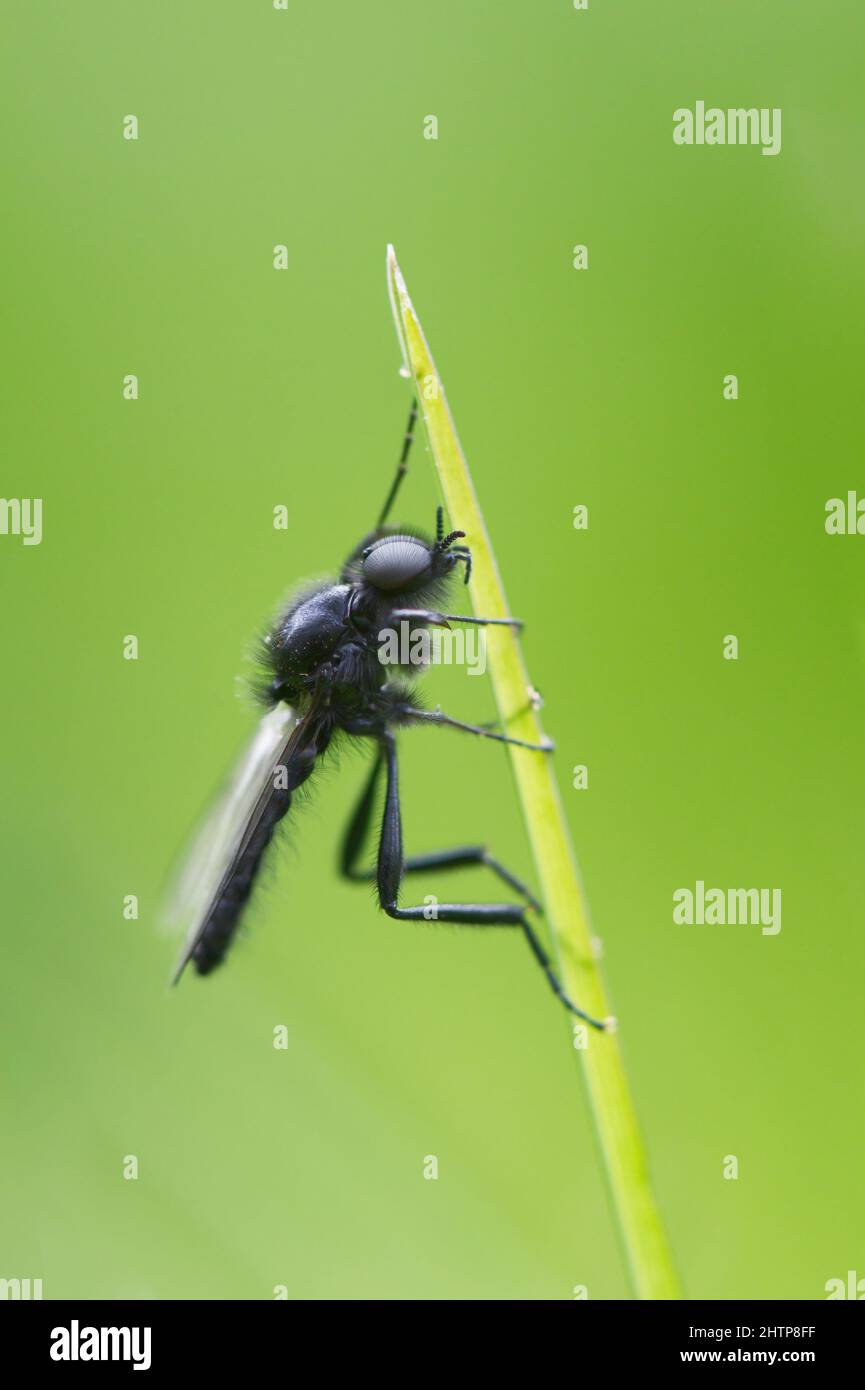 Macro shot of an insect on a flower in a blurred background Stock Photo ...